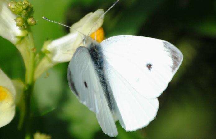 RECONNAITRE LES PAPILLONS | Devine Qui Papillonne Au Jardin