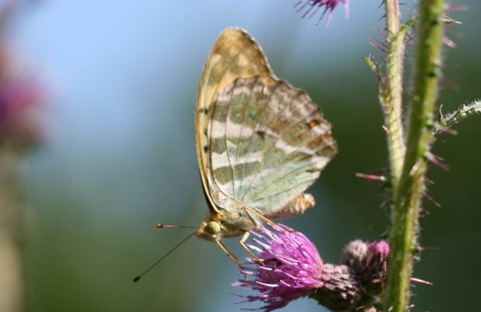 RECONNAITRE LES PAPILLONS | Le grand recensement des papillons de jardin