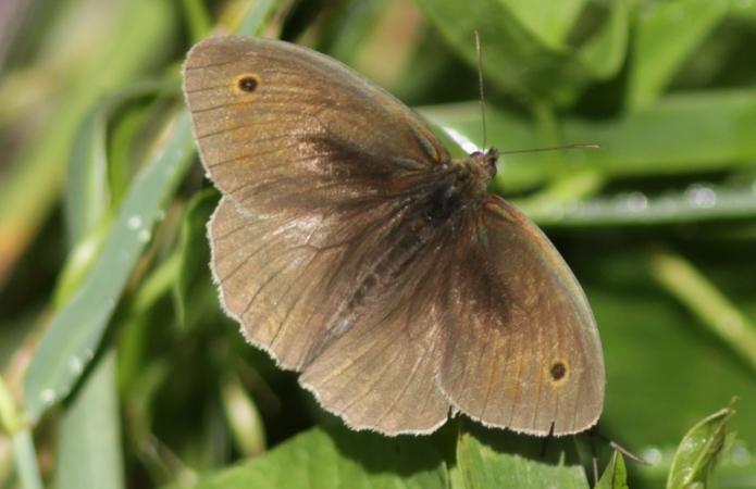 RECONNAITRE LES PAPILLONS | Devine Qui Papillonne Au Jardin