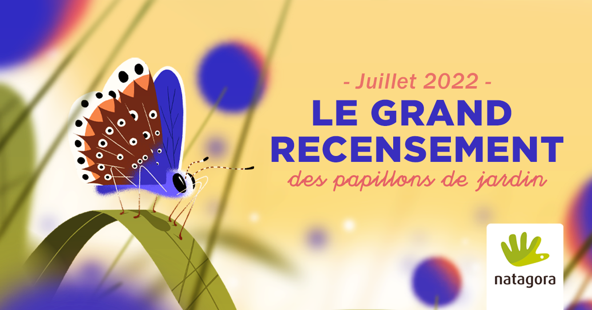 RECONNAITRE LES PAPILLONS | Le grand recensement des papillons de jardin